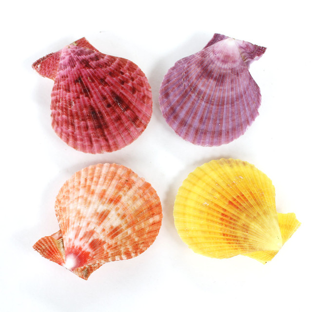 Pectin & Scallop Seashells - Shell Craft Supplies - California Seashell Co
