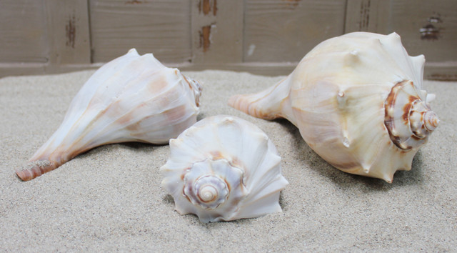 Atlantic Whelk Seashell - Medium to Large Shells - California Seashell ...