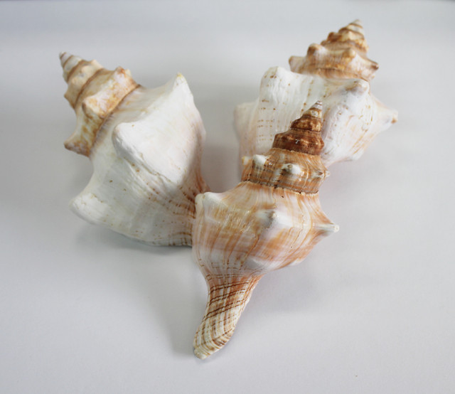 King Crown Conch Shell - Hermit Crabs Shells - California Seashell Company