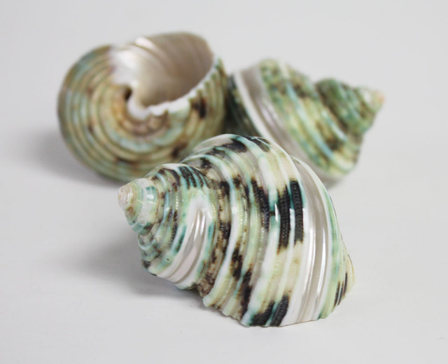 Green Turbo Banded Seashells - Craft Shells - California Seashell Company