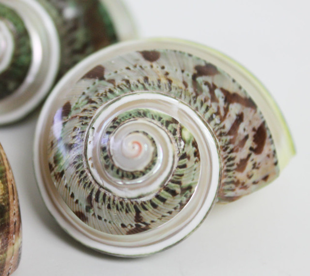 Turban Shells - Turbo Seashells - Decorative Shells - California ...