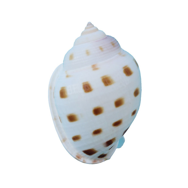Spotted Tonna Seashells - Tonna Tesselata - Tun Shells - California ...