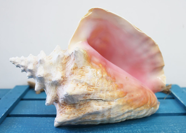 King Crown Conch Shell - Hermit Crabs Shells - California Seashell Company