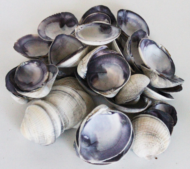 Purple Clam Natural Unpaired Seashells - Bulk Craft Shells