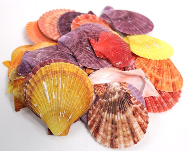 Among Pong Colored Seashell - Top Shells - Bulk Craft Seashells in 1 ...