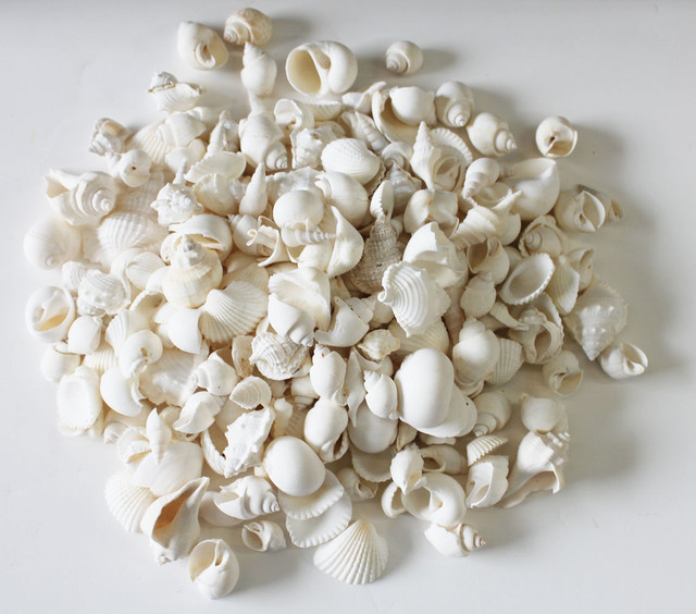 All White Mix of Small Seashells - Bulk & Craft Shells - Beach Wedding ...