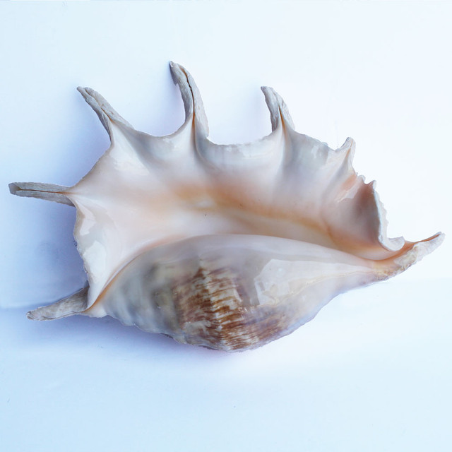 Atlantic Whelk Seashell - Medium to Large Shells - California Seashell ...