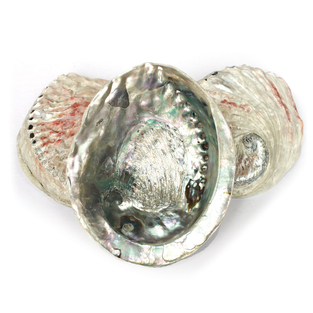 Abalone Seashells, Blue Green Abalone, Red Abalone • California ...