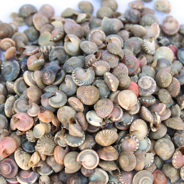 Purple Clam Natural Unpaired Seashells - Bulk Craft Shells