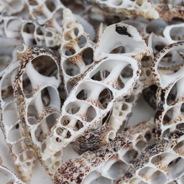 Sliced Seashells - Center Cut Shells - California Seashell Company