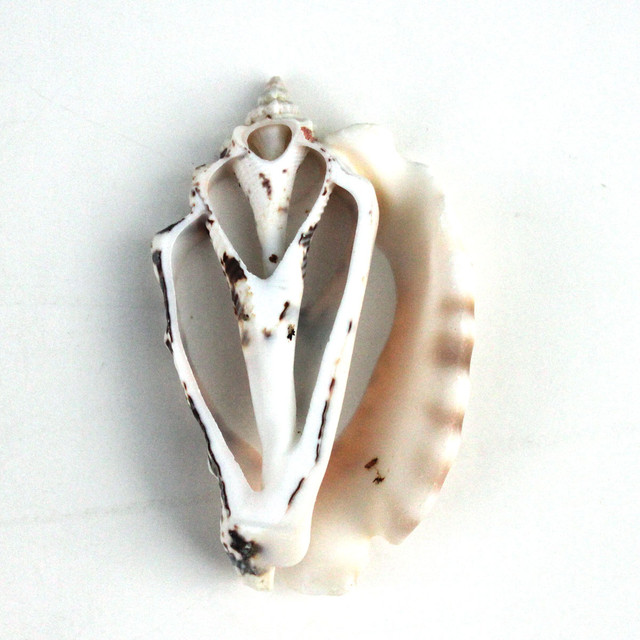 Center Cut White Chula Seashells - DIY Craft & Bulk Shells - Cut Sea Shells