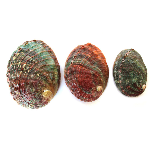 Abalone Seashells, Blue Green Abalone, Red Abalone • California ...