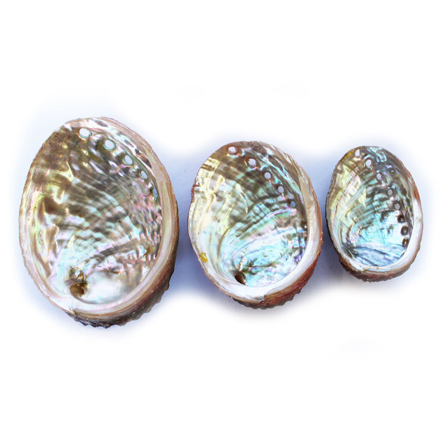 Abalone Seashells, Blue Green Abalone, Red Abalone • California ...
