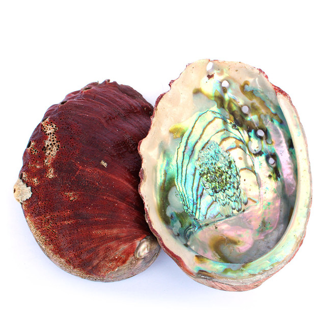 Abalone Seashells, Blue Green Abalone, Red Abalone • California ...