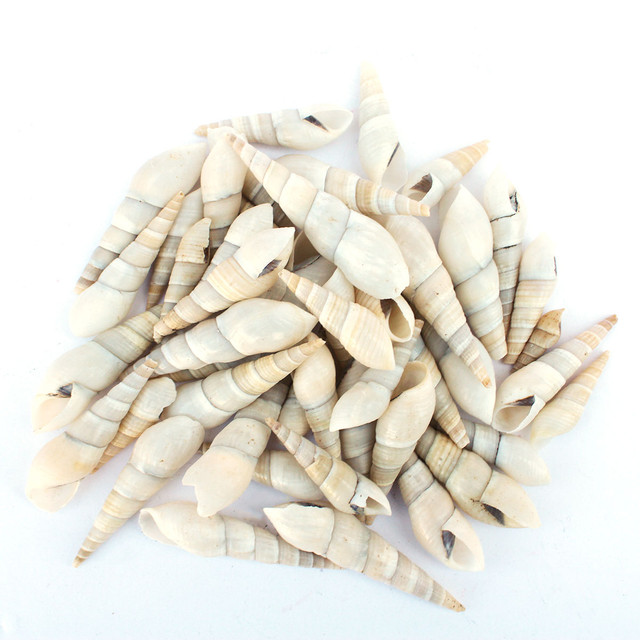 White Bubble Seashells - Craft Shells - Beach Wedding Decor
