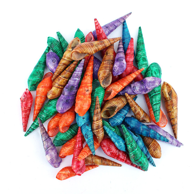 Dyed Bullia Seashells - Bulk Craft Shells - Gastropod, Marine Mollusk