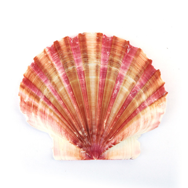 Calico Pectin Seashells - Scallop Craft Shells - Colorful Bulk Seashells