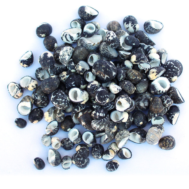 Nerita Peloronta Craft Seashells - Nerite Marine Gastropod Shell - Bulk ...