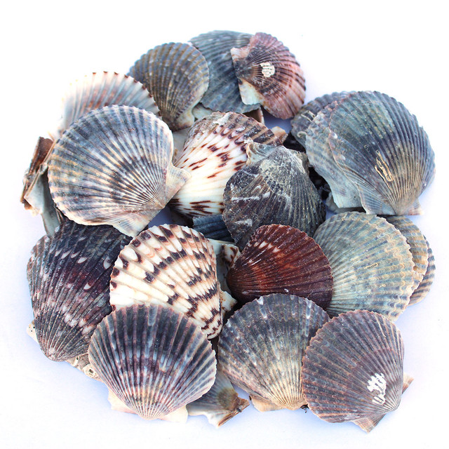 Colored Pectin Nobolis Seashells - Scallop Craft Shells - Colorful Bulk ...