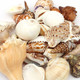 Medium Deluxe Shell Mix - Bulk Shells on Sale - California Seashell Co