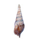 Brown Tibia Curta Seashells - Conch Shells - California Seashell Company