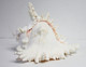 Large Ramose Murex Seashells - Murex Ramosus - Rams Shell - California ...
