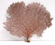 Sea Life • Sea Fans • Red & Black Sea Fan - California Seashell Co