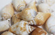 Strombus Canarium Seashells - Conch Seashell - Craft & Bulk Shells