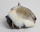 King Crown Conch Shell - Hermit Crabs Shells - California Seashell Company