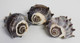 King Crown Conch Shell - Hermit Crabs Shells - California Seashell Company