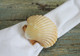Yellow Cup Seashell - Scallop Shell - California Seashell Co