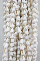 White Nassa Sea Shell Leis - 1 dozen - Seashell Necklaces - Beach ...