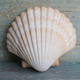 Yellow Cup Seashell - Scallop Shell - California Seashell Co