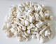 All White Mix of Large Seashells - Bulk & Craft Shells - Beach Wedding ...