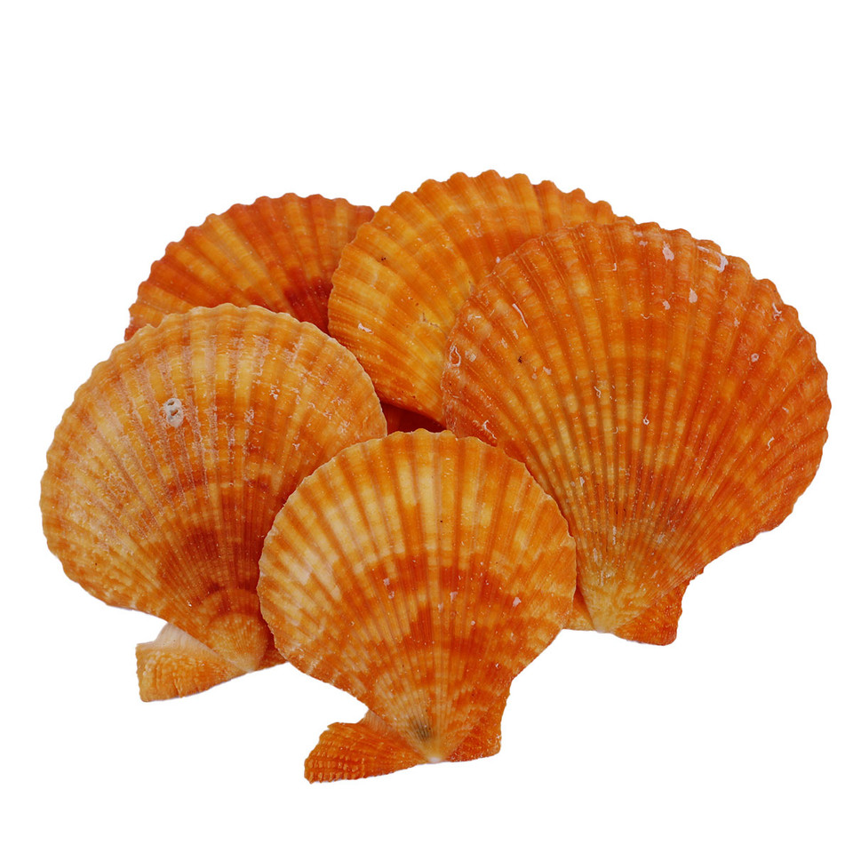 Pectin & Scallop Seashells - Shell Craft Supplies - California Seashell Co