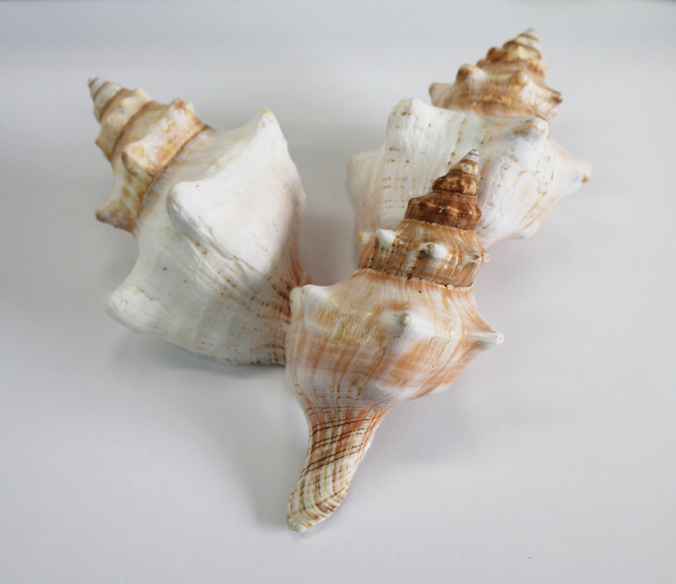 King Crown Conch Shell - Hermit Crabs Shells - California Seashell Company