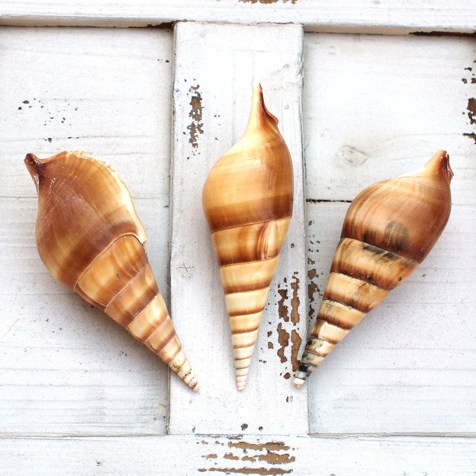 Brown Tibia Curta Seashells - Conch Shells - California Seashell Company