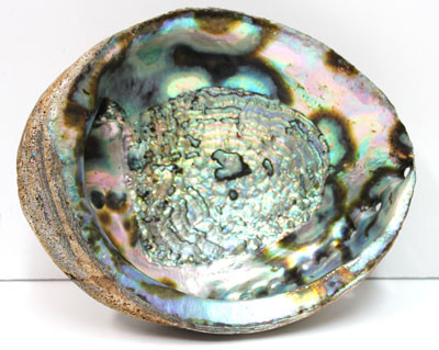 Blue & Green Abalone Seashells - Ear Shells - California Seashell Company