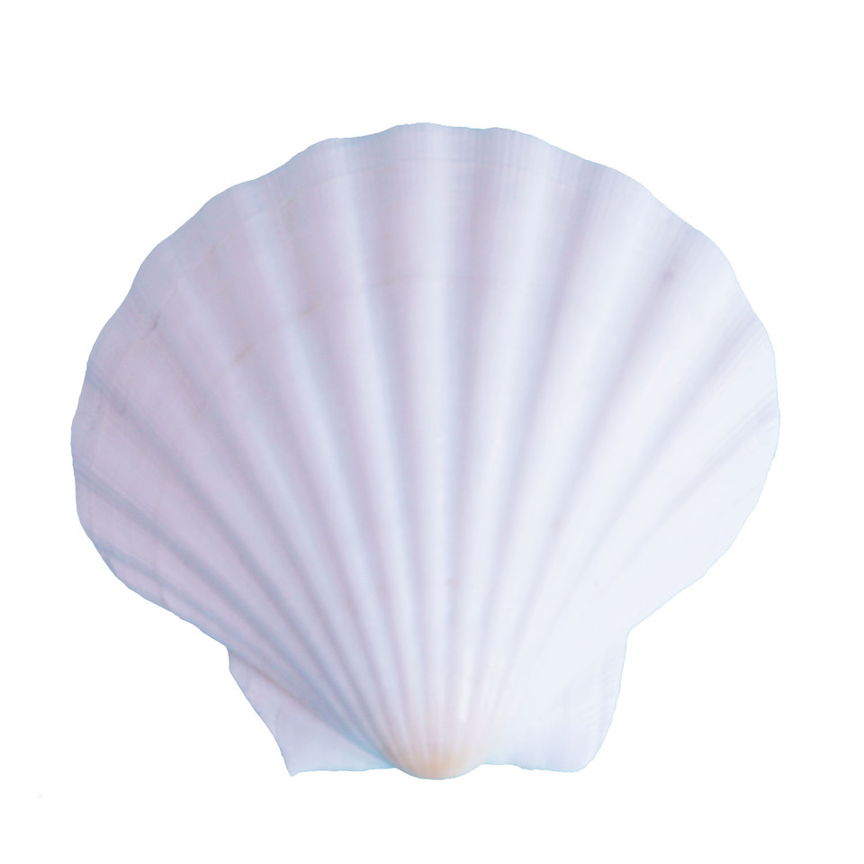 Yellow Cup Seashell - Scallop Shell - California Seashell Co