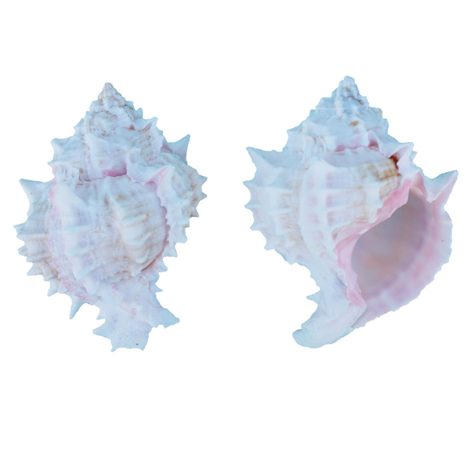 Pink Murex Seashells - California Seashell Company