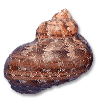 Green Turbo Seashells - Craft Shells - California Seashell Company