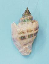 King Crown Conch Shell - Hermit Crabs Shells - California Seashell Company