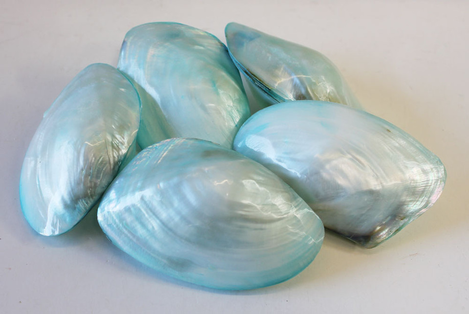 Oyster Seashells & Clam Shells for Sale • The California Seashell Company