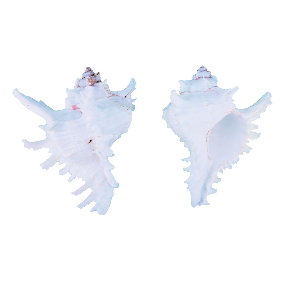 Pink Murex Seashells - California Seashell Company