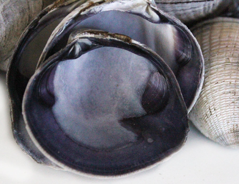 Purple Clam Natural Unpaired Seashells - Bulk Craft Shells