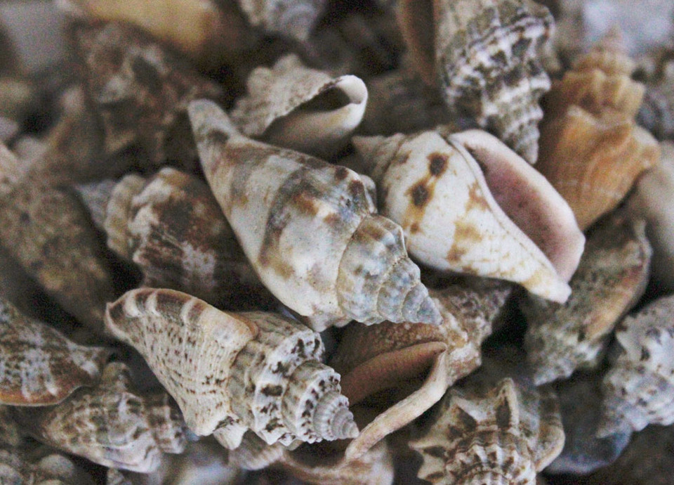 Strombus Urceus Seashell 100 Pieces - Bulk Craft Seashells - Center Cut ...