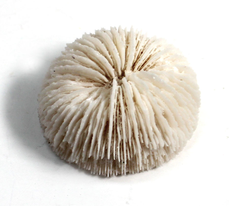 Coral Pieces - Natural Decorative Coral Chunks - California Seashell Co