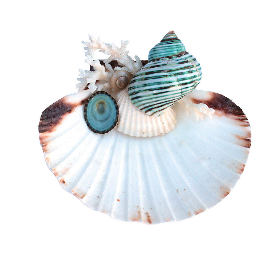 Green Turbo Seashells - Craft Shells - California Seashell Company