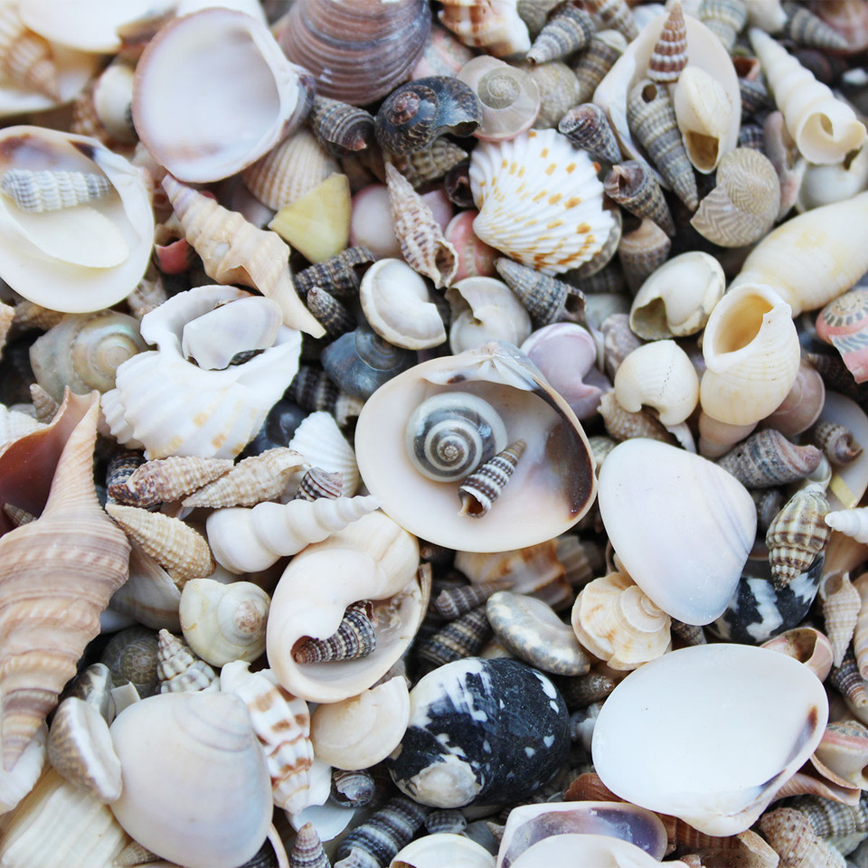 Tiny Philippine Seashells Mix - Bulk Craft Shells - California Seashell ...