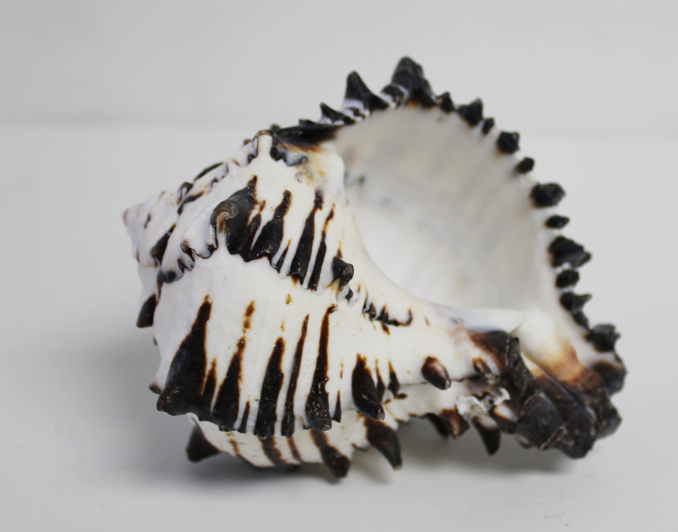 Black Murex - Murex Shells - California Seashell Company
